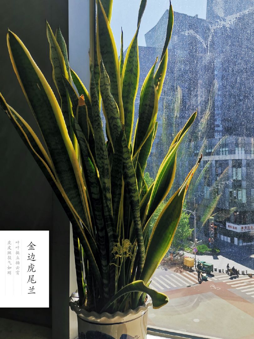 金边虎尾兰的花 金边虎尾兰 金边虎尾兰植物 第2页 大山谷图库